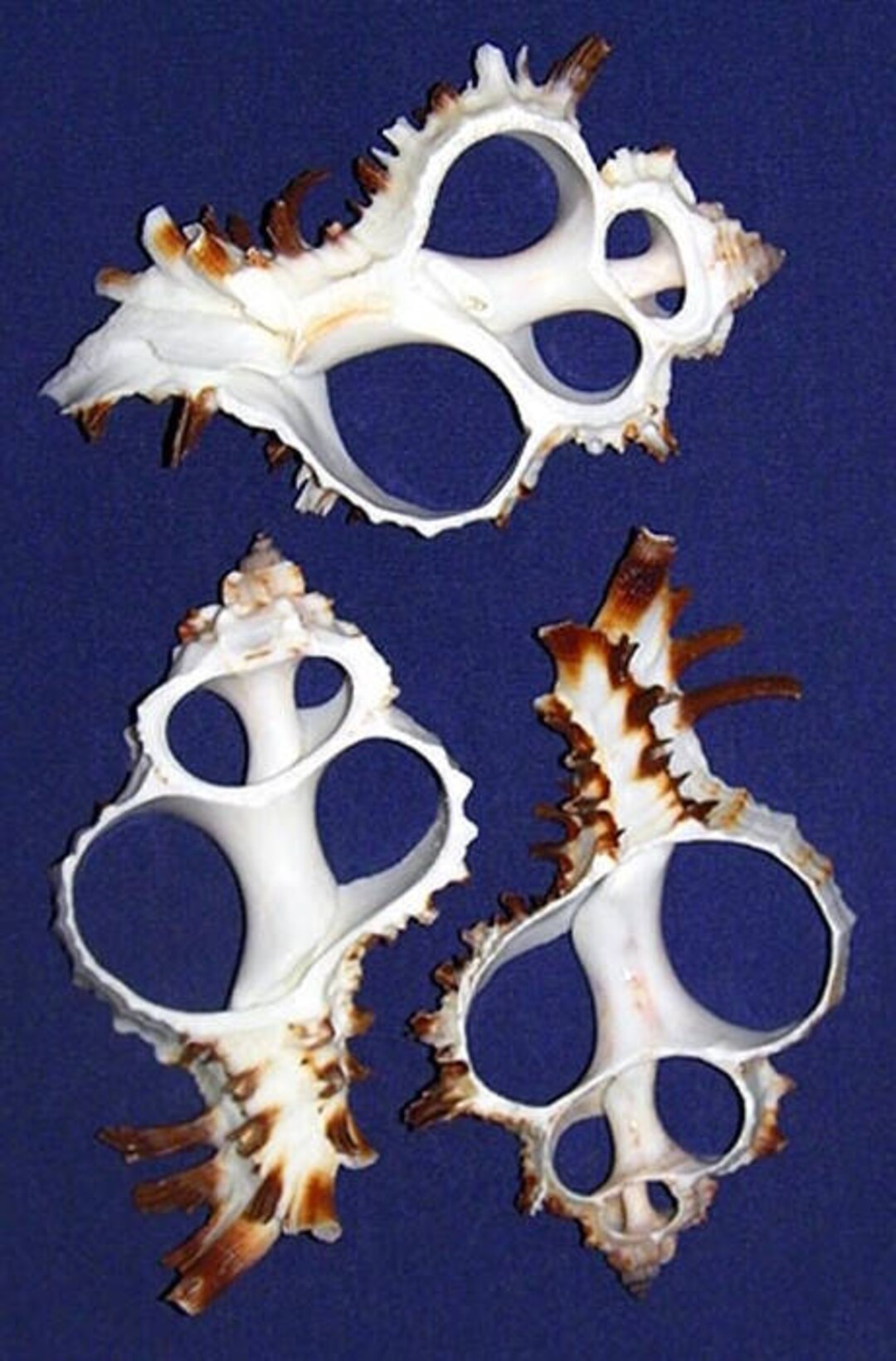 Murex Endivia Center Cut Sliced Shells 2" Seashells ~ (5 Shells) - Etsy