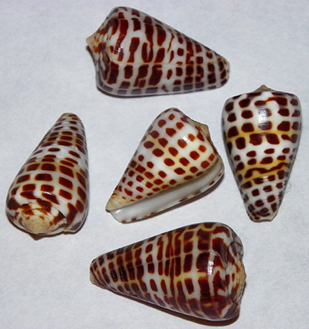 Conus Polyglotta ~ Cone Shell ~ Approx. (1-1/8"/32mm.) F+++ Specimen ...