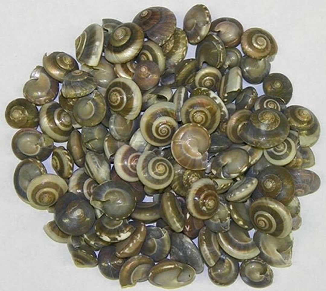 Black Umbonium (india) Craft Seashells ~ (approximately 500 Shells) 1/4 ...