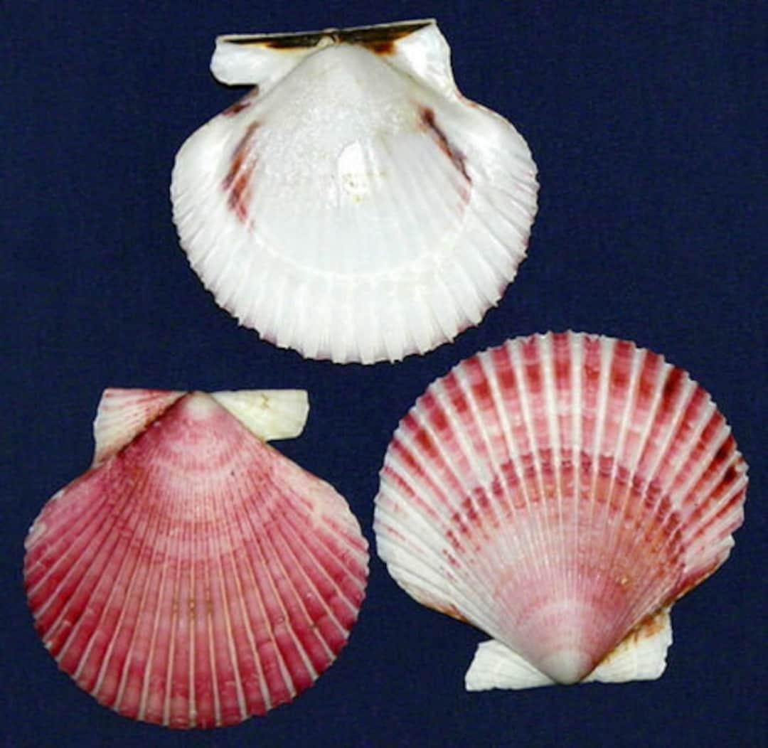 Pink Purple Half Scallop Shells,pecten,clam,cockle (2-1/2"-3") Color ...