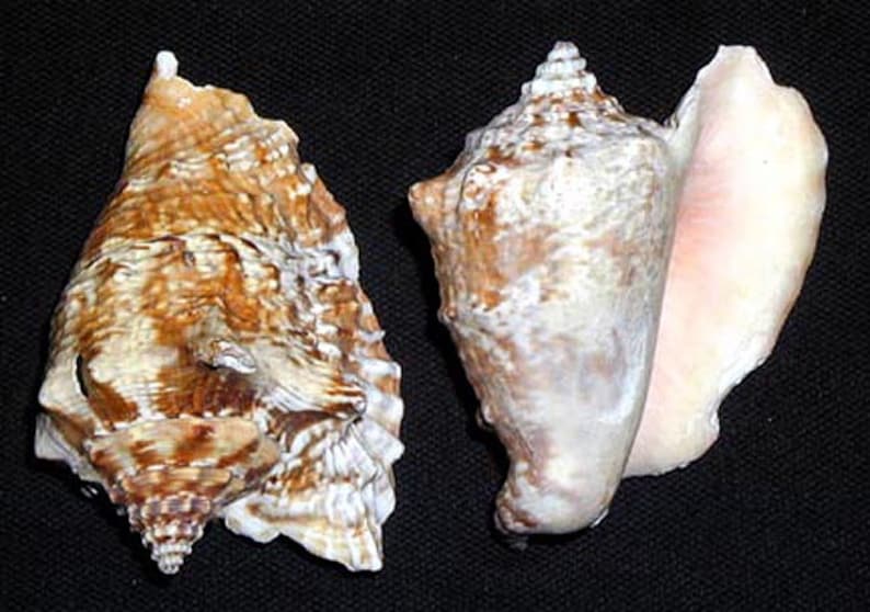 Strombus Raninus Hawkwing Conch Seashell 2-1/2 -3" (1 Shell ) - Etsy