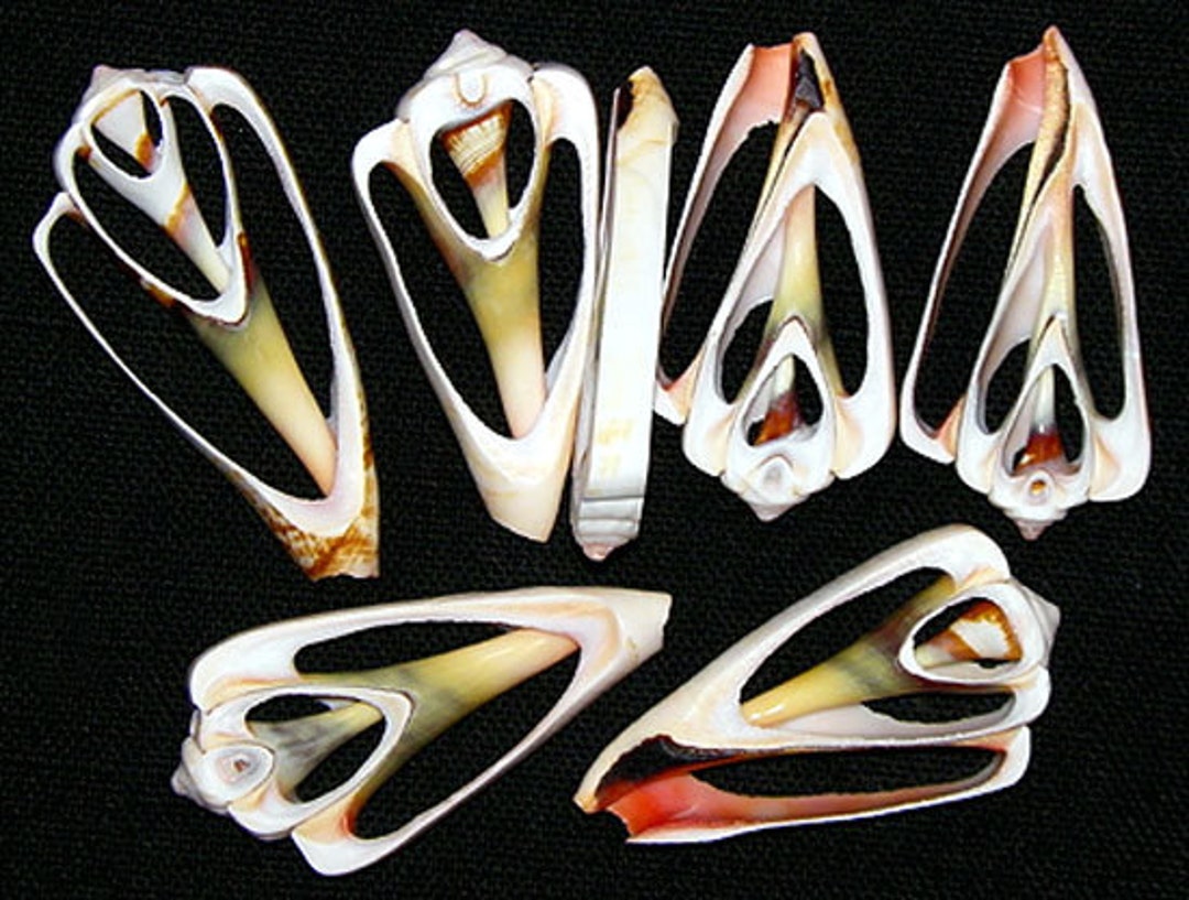 Sliced Strawberry Strombus Conch Shell 1-1/2"-2" Craft/jewelry ...