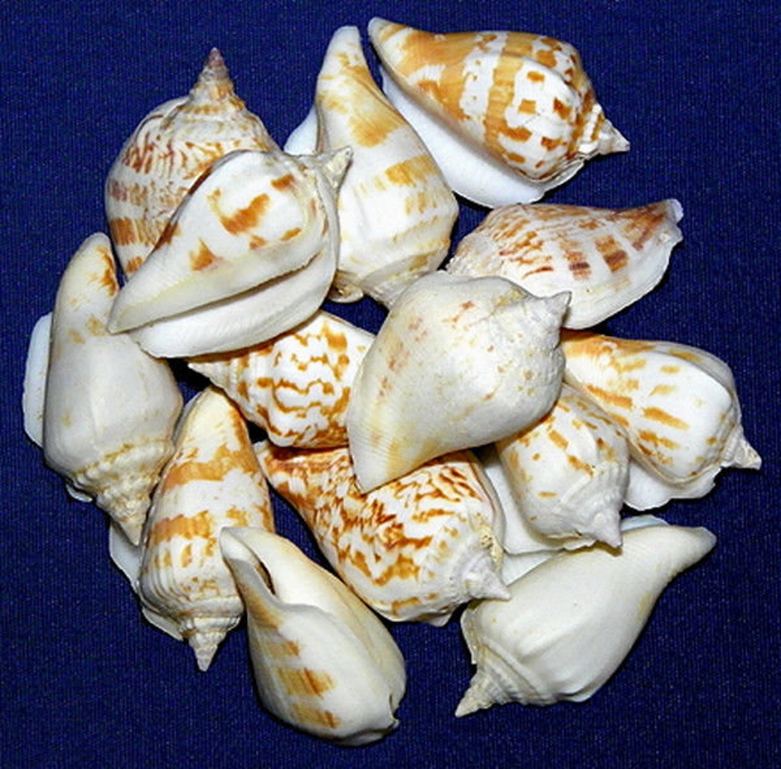 Strombus Dilatatus/variabilis Shells ~1-1/2- 2" ~ Craft Seashells (3 ...