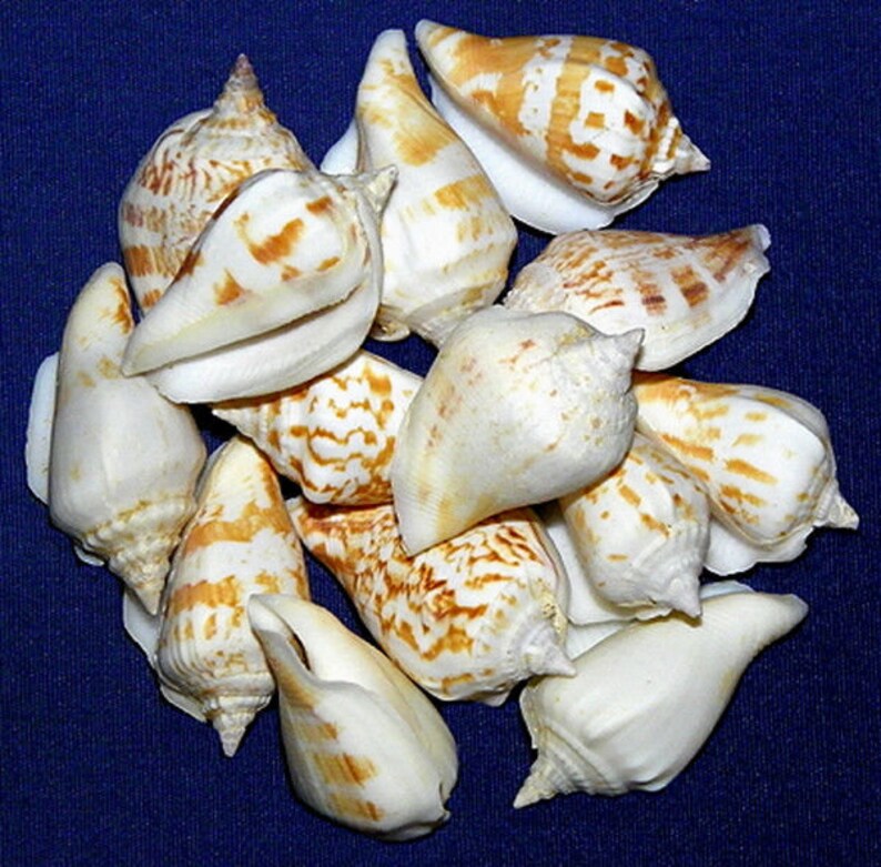 Strombus Dilatatus/variabilis Shells ~1-1/2- 2" ~ Craft Seashells (3 ...