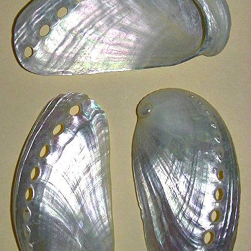 Pearled Polished Abalone Haliotis Shells 2-1/23 | Etsy