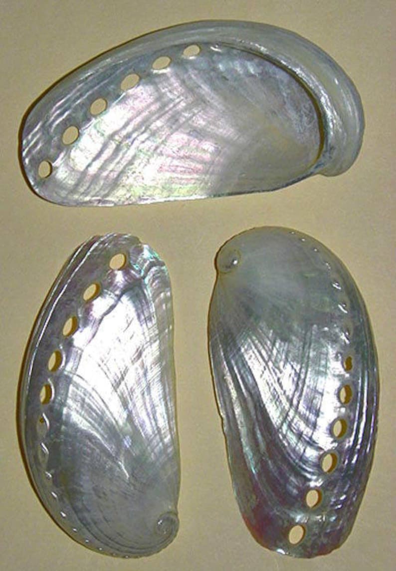 Pearled Polished Abalone Haliotis Shells 2-1/2"-3" Craft Seashells (5 ...