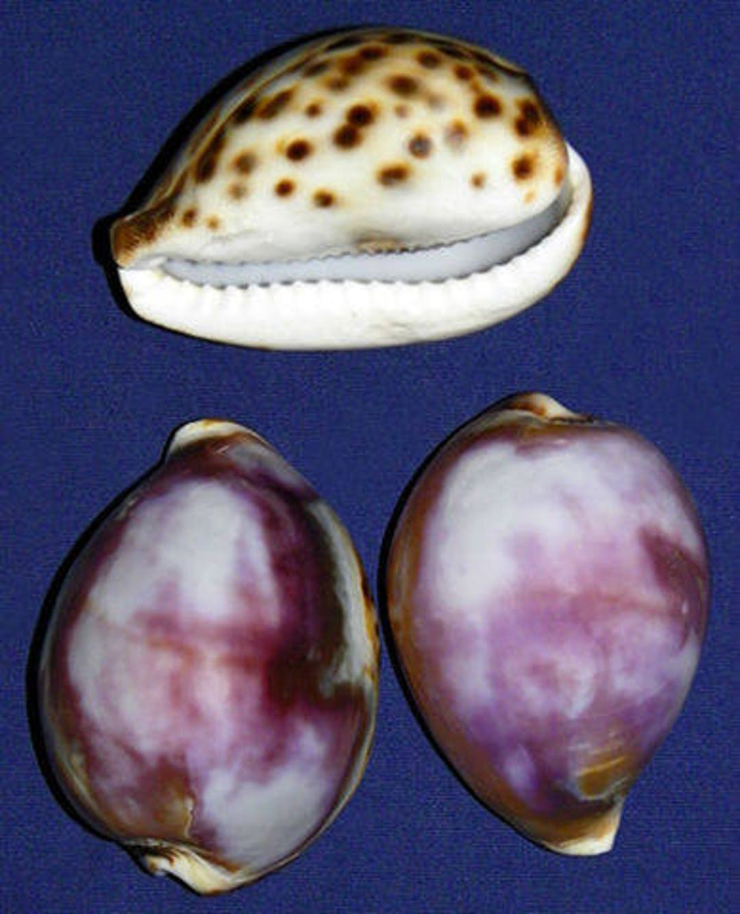 Purple Top Cowrie Cowry Cypraea Shell ~ 2-1/2"- 3"~craft Seashell (1 ...