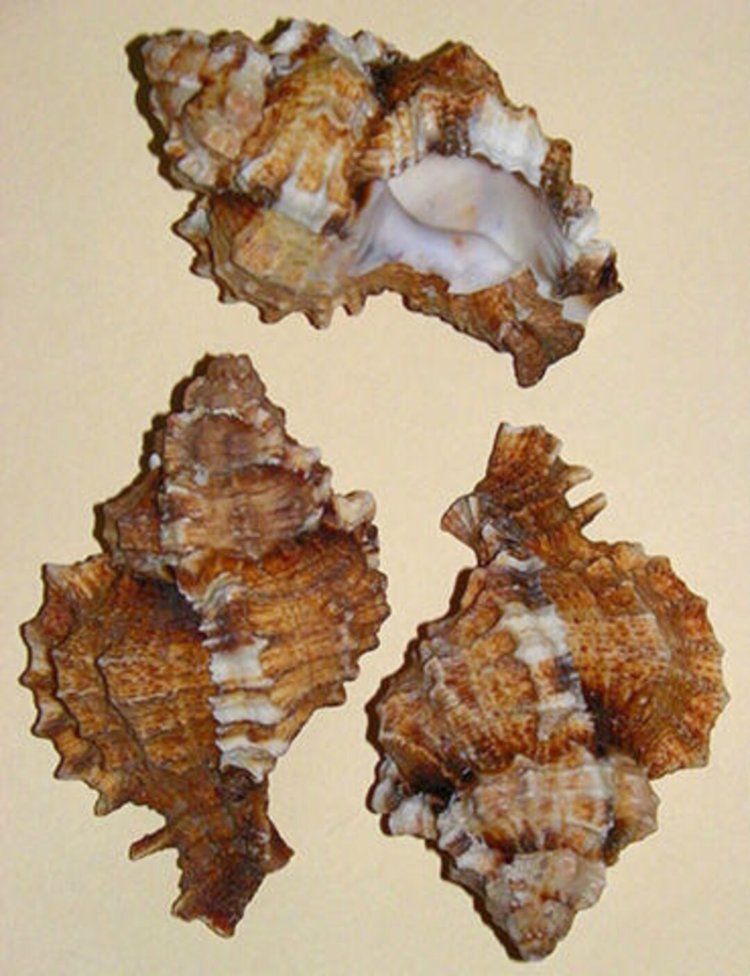 Murex Apple Pomum Shells~ 2"-3"~craft Seashells Supply (1 Shell ...