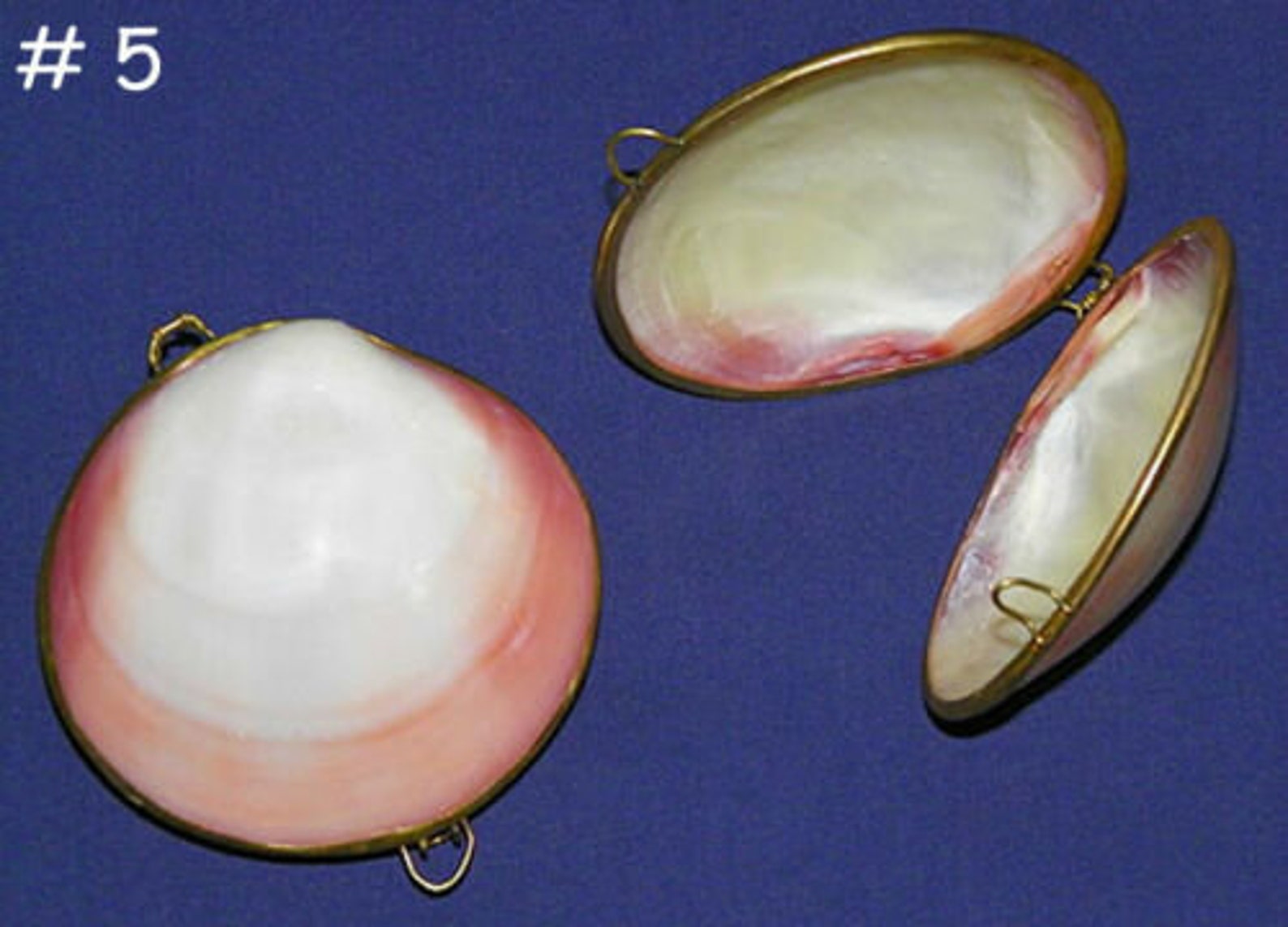 Real Seashell Trinket Coin Pill Jewelry Box or Purse | Etsy