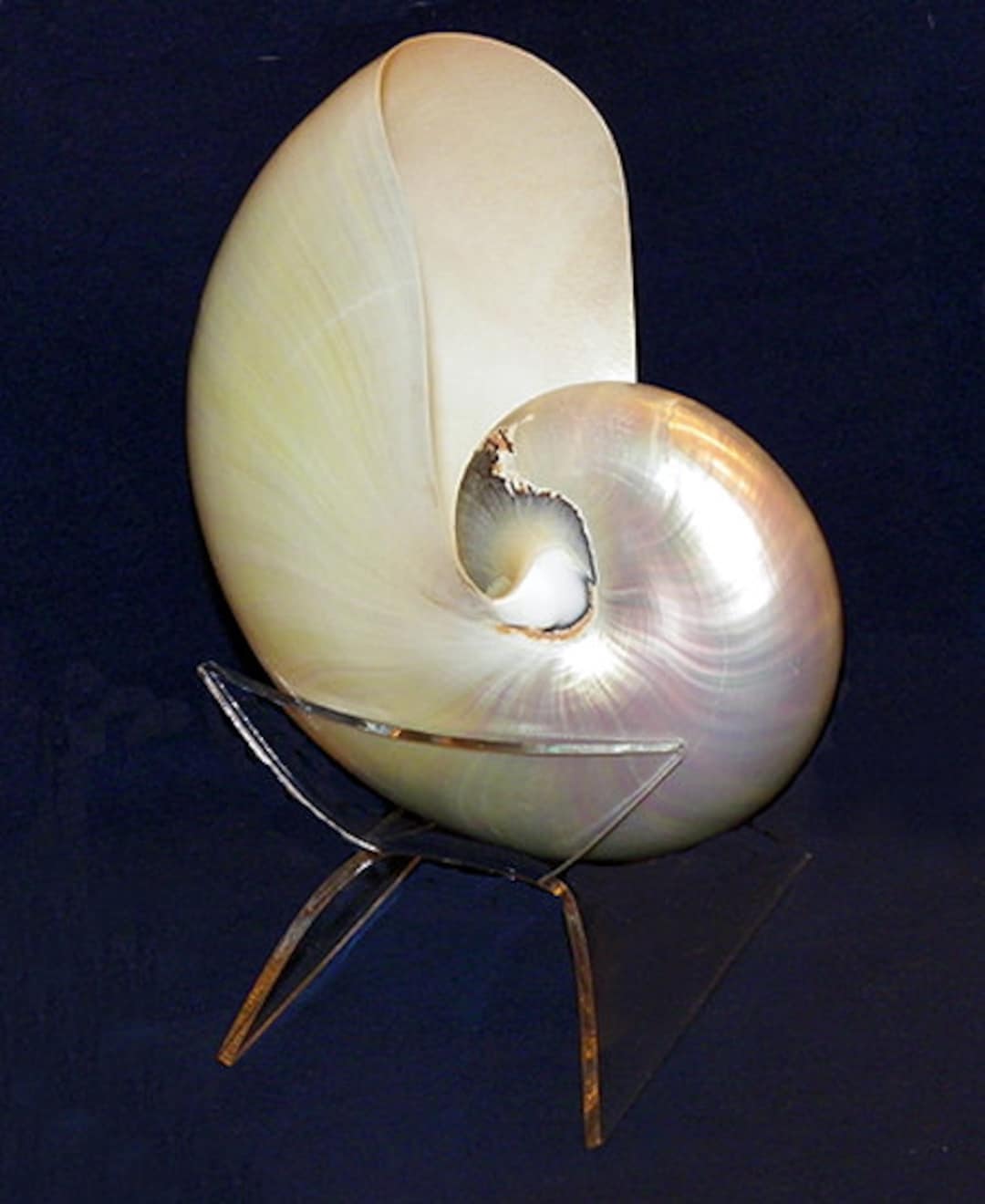 Chambered Polished Pearl Nautilus Pompilius Seashell 5" With Clear ...