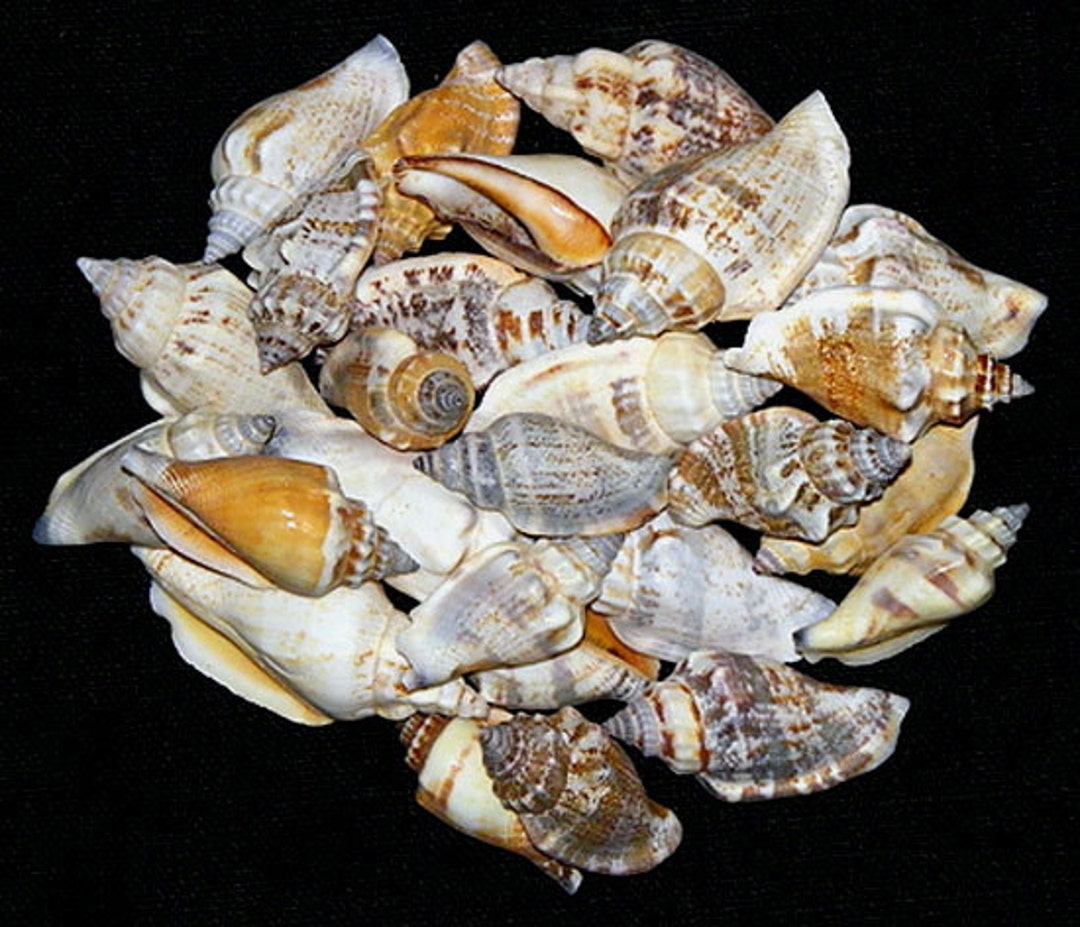 WHOLESALE CRAFT SEASHELLS ~ Beach Washed Clean Chula Shells From 1"-2 ...