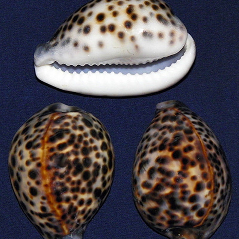 Tiger Cowrie - Etsy