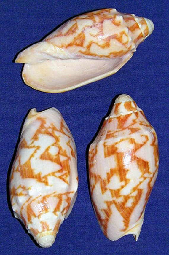 Orange Bat Voluta Volute Cymbiola Vespertilio Shells | Etsy