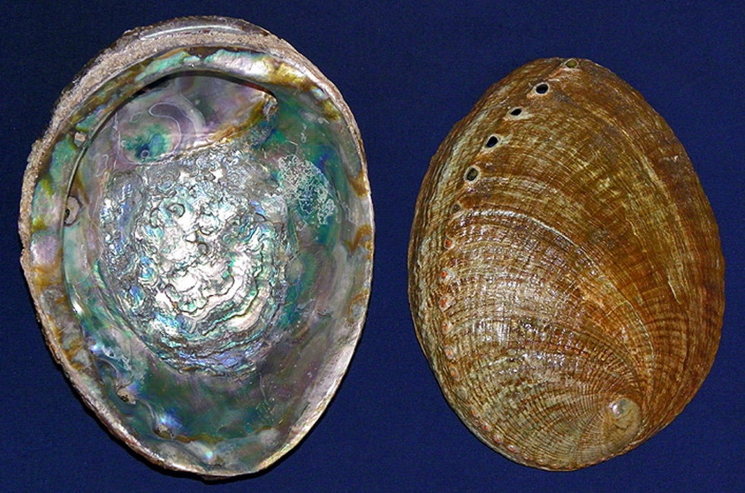 Large Natural Green Abalone Seashell-haliotis Fulgens 67 1 Shell incense/sage Burning - Etsy