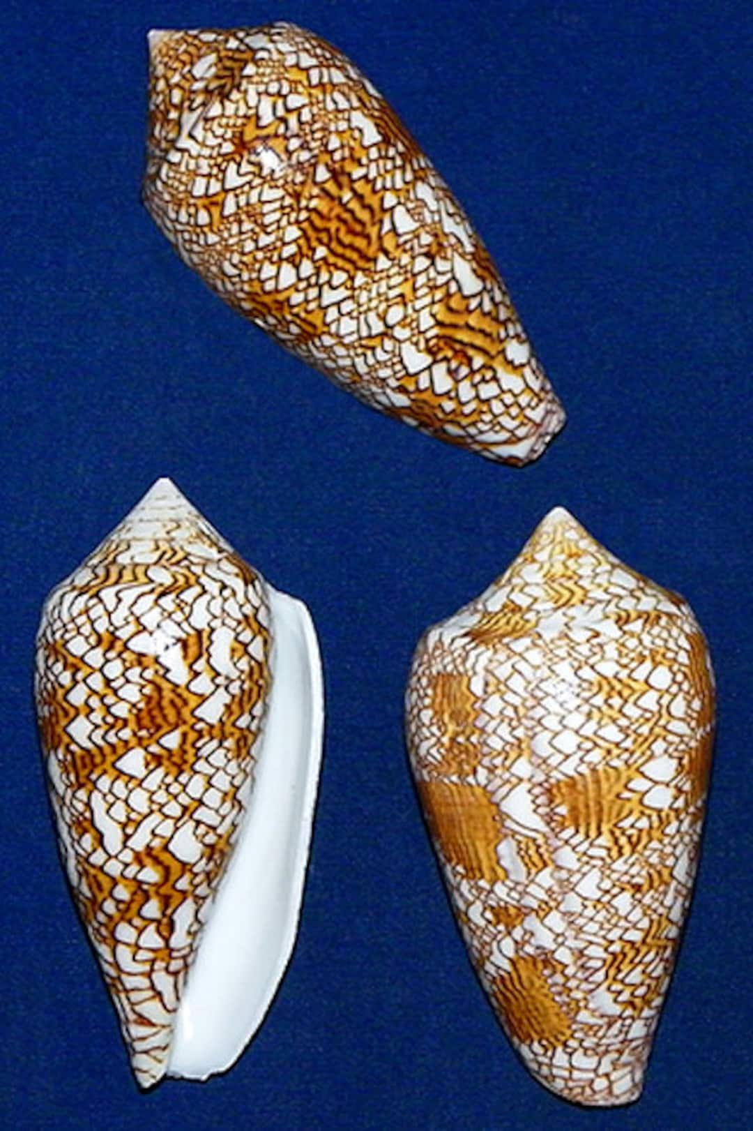 Conus Cone Textile Seashell 2-1/2" 3" (1 Shell) - Etsy