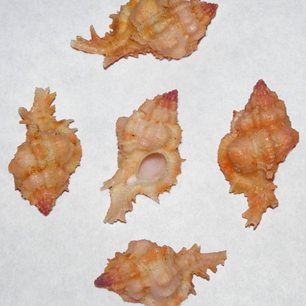 Shell Collector - Etsy