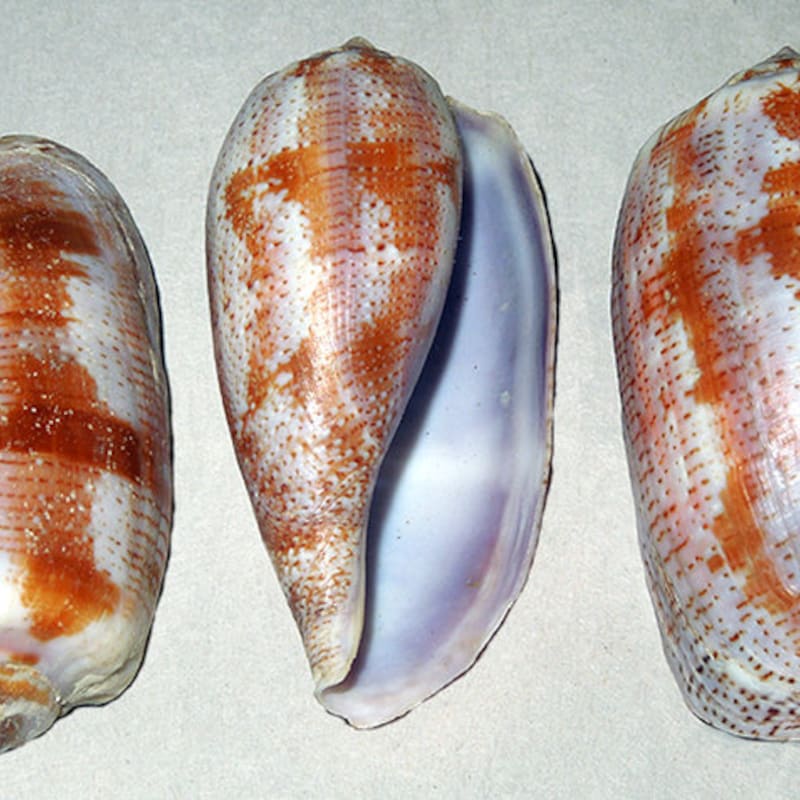 Hermit Crab Cone Shell - Etsy