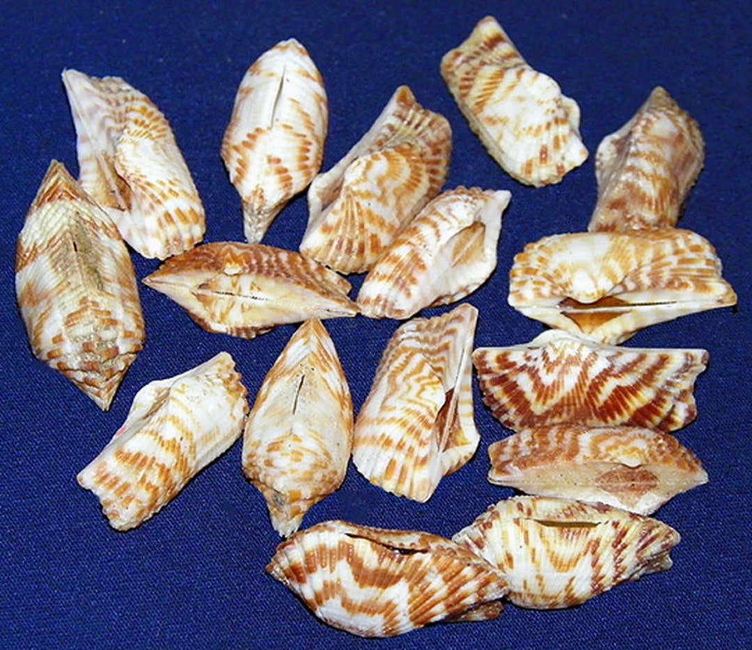 Arca Navicularis ~ Paired Turkey Wing Clam Shell (20mm.-30mm.) (3/4"-1 ...