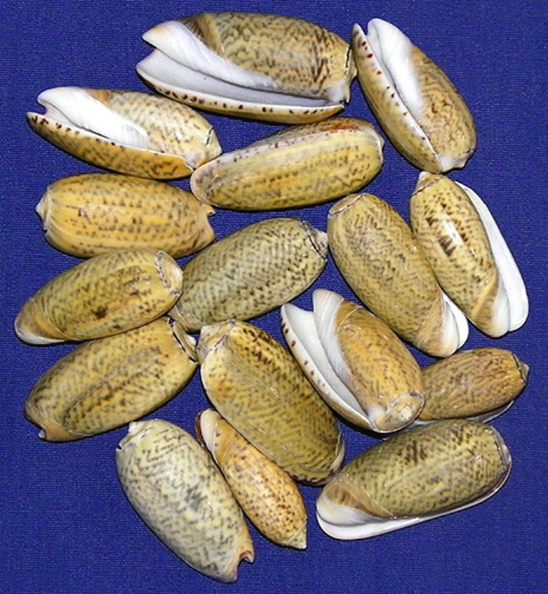 Oliva Olive Vidua Craft Seashells 2" (2 Shells) WHOLESALE~ PRICING ...