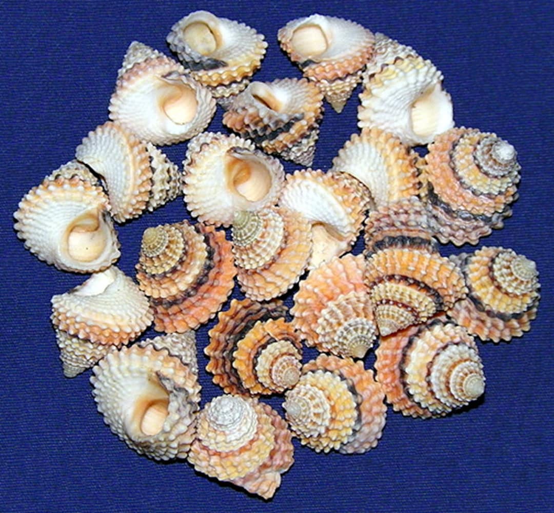 Tectarius Coronatus ~ Periwinkle Shell~ (1/2"-3/4") Craft Seashells (5 ...