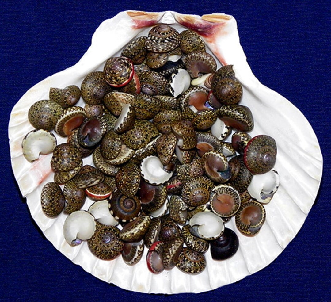 Natural Umbonium Philippine Craft Shells ~( Approx. 500) (1/4"-1/2 ...