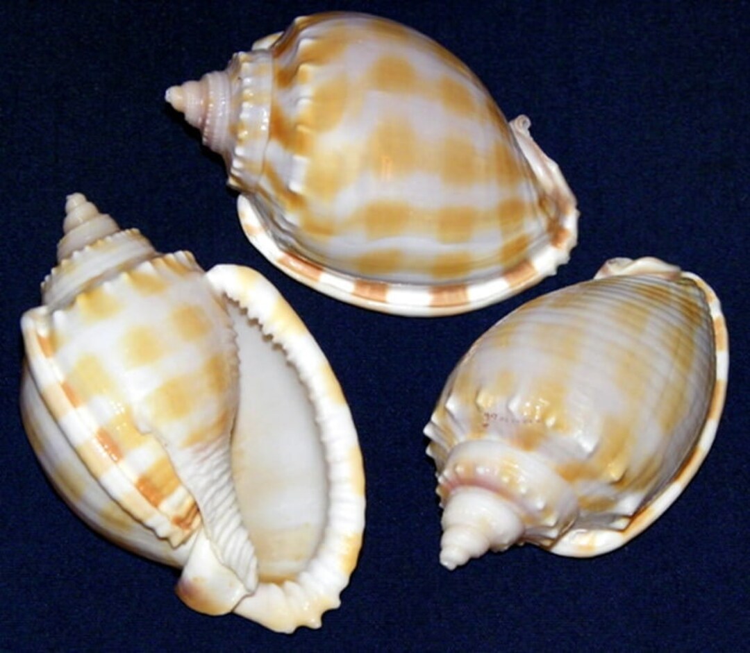 Cassis Bandatum Bonnet Seashell 2-1/23 1 Shell - Etsy