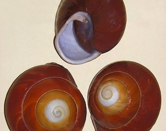 Cebu Beauty Snail Shells 1/23/4jewelry Seashell - Etsy