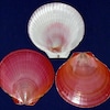 Pecten Pallium Scallop Paired Seashells top and Bottom Not Glued 22-1/2 ...