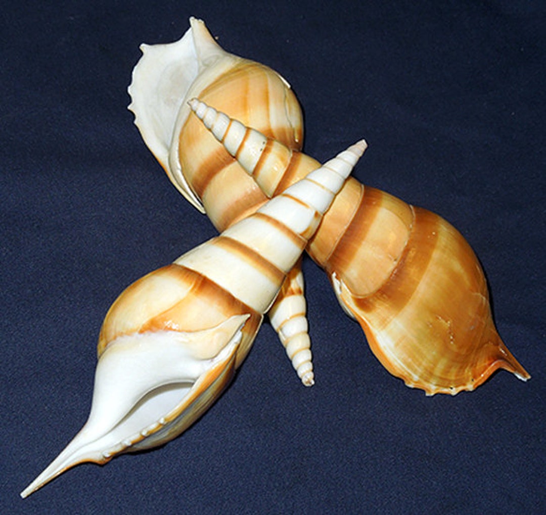 Brown Tibia Curta Seashell 4"-5" (1 Shell) - Etsy
