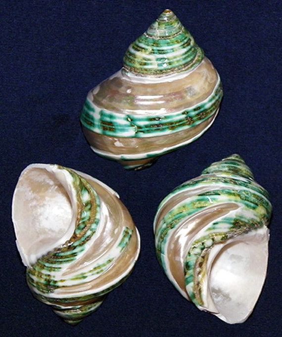 Floral & Garden Crafts Home & Hobby Green Silver Mouth Banded Turbo ...