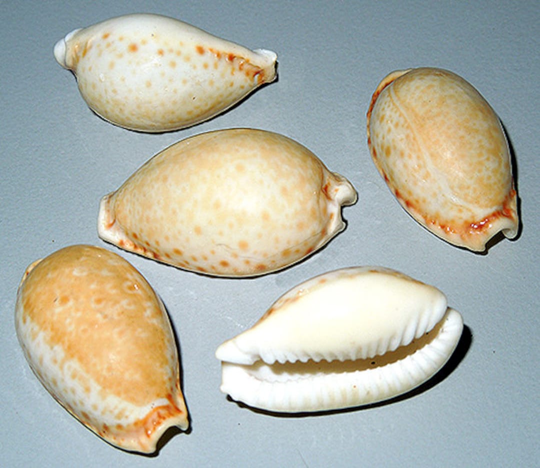 Cypraea spurca Kauri Muschel 26mm./1 F Specimen Collector Specimen 1 ...