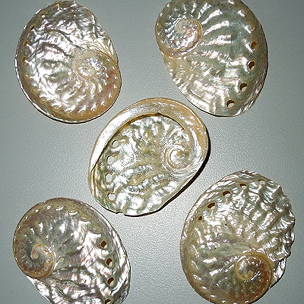 Abalone Shell - Etsy