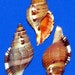 Oliva Lignaria Pink/orange Olive Shells 1-1/2 Seashell 2 Shells - Etsy