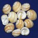 Sundial Shells~architectonica~ 1-1/8" Craft Seashells Supply (2 Shell ...