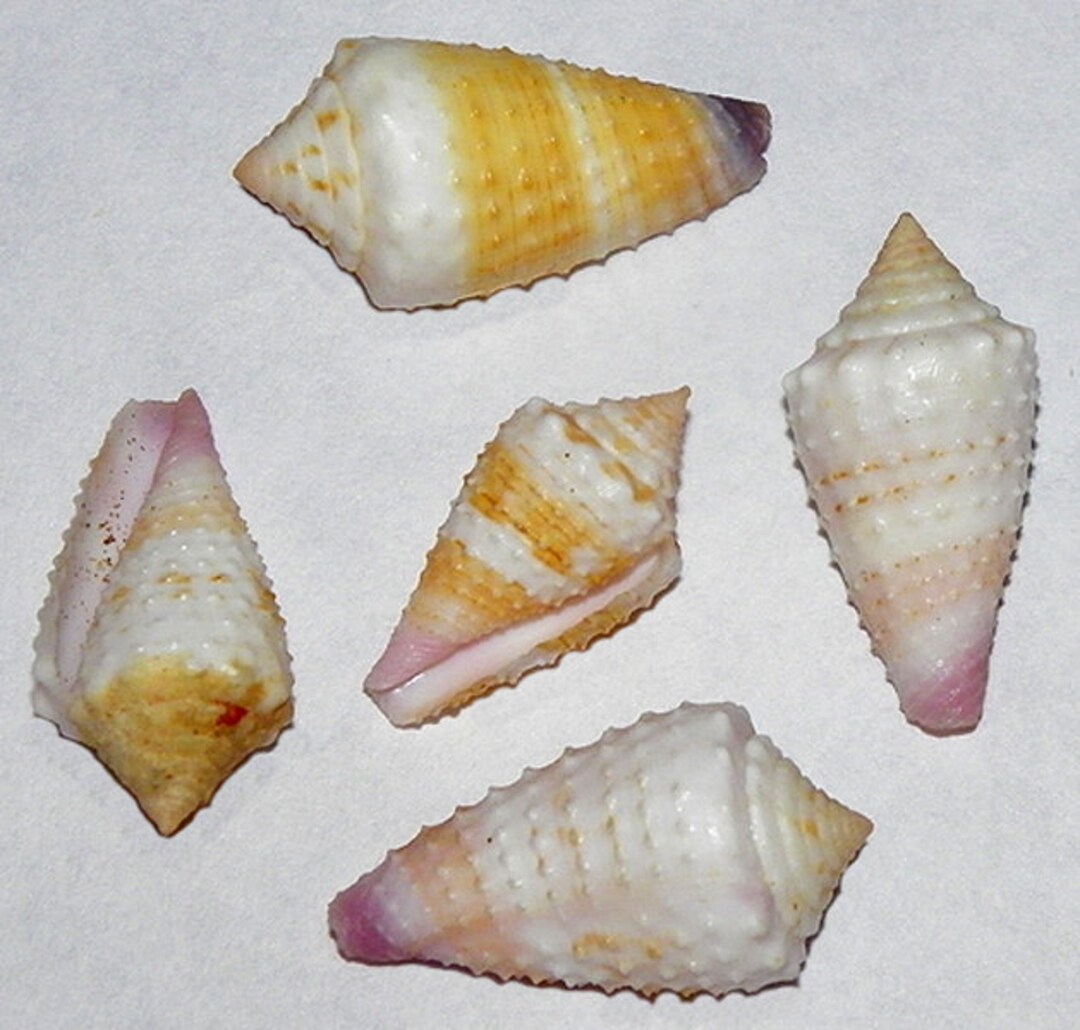 Conus Floridulus ~ Cone Shell ~ Approx. (1"/30mm.) F+++ Specimen ...