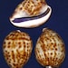 Large Cymatium Pileare Hairy Triton Shells3-1/24craft Seashells1 Shell - Etsy