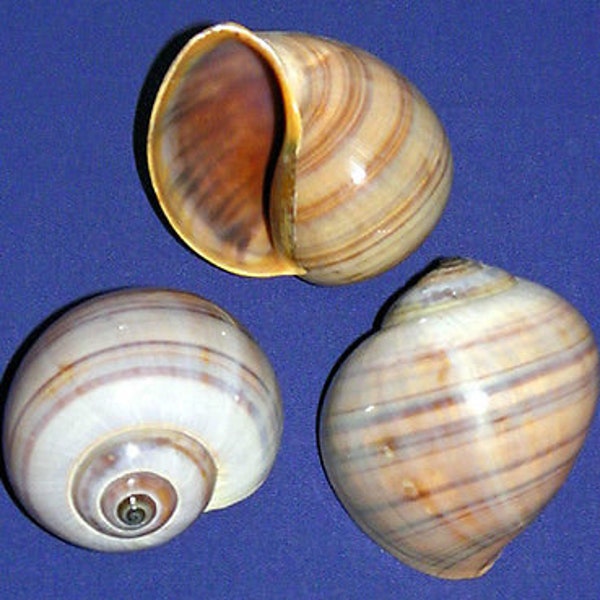 Apple Snail Shell - Etsy