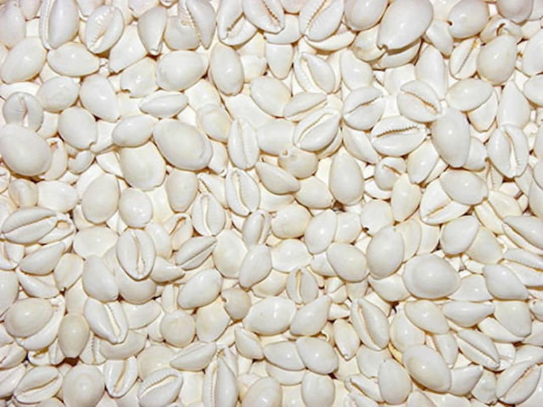 Cypraea Annulus ~ White Cowrie Cowry Craft Seashells Approx. (150) 3/4 ...