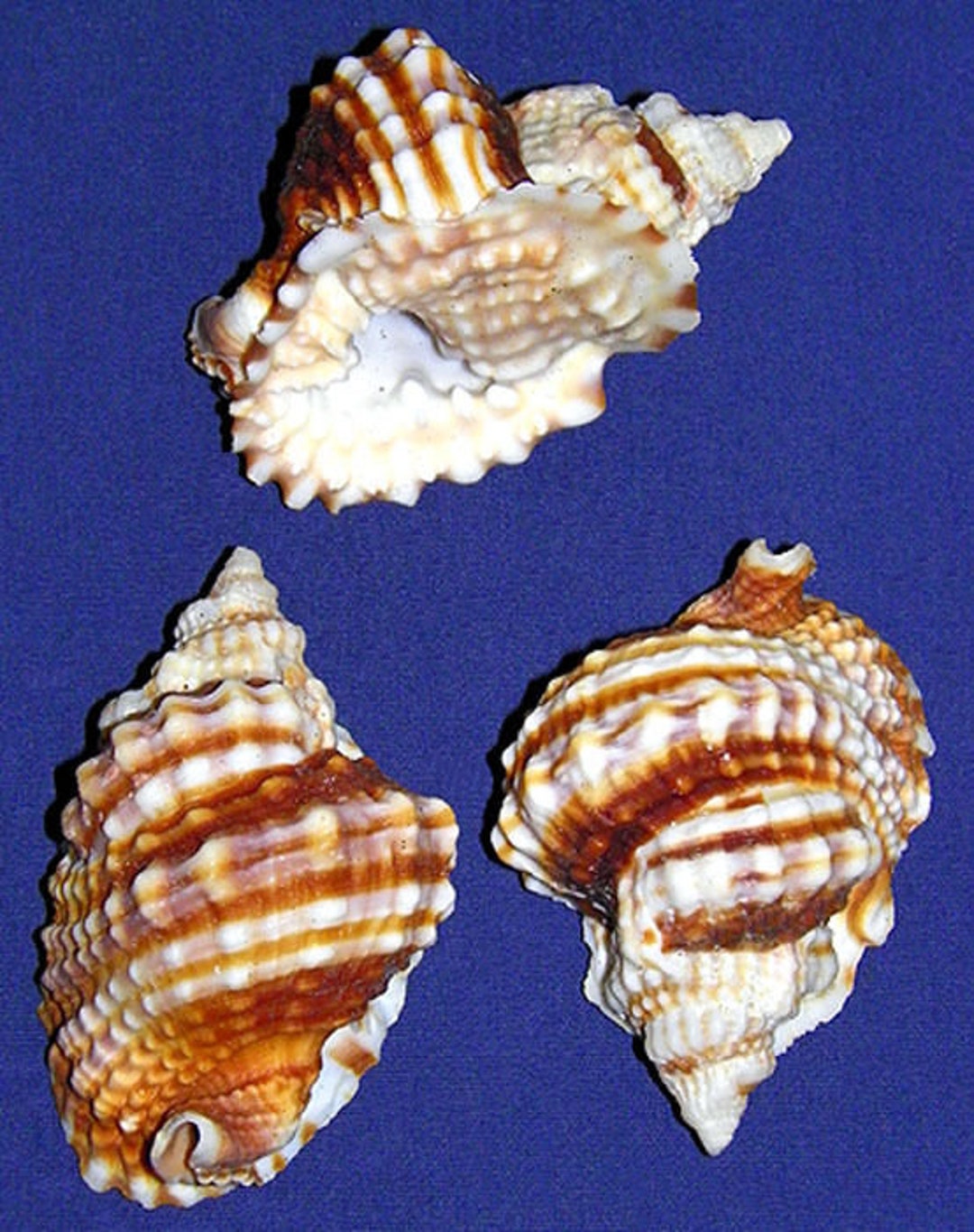 Distorsio Anus triton Shell 22-1/2craft - Etsy