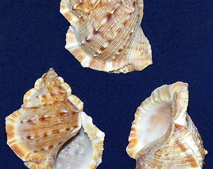 Orange Bat Voluta Volute Cymbiola Vespertilio Shells ~ 2"-2-1/2 ...