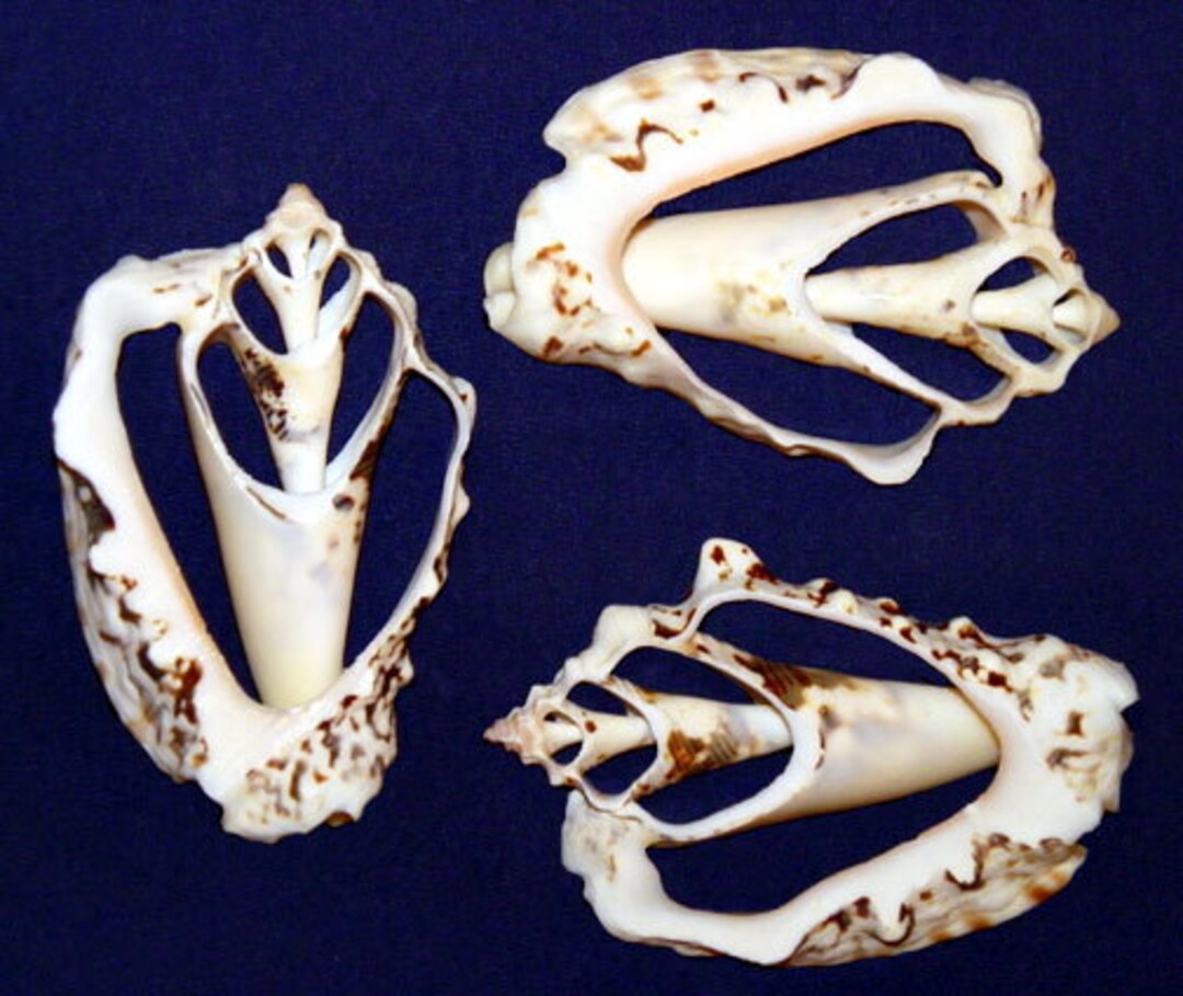 Center Cut Sliced Strombus Silver Lip Conch Shell 3'' Craft Shells ~ (5 ...