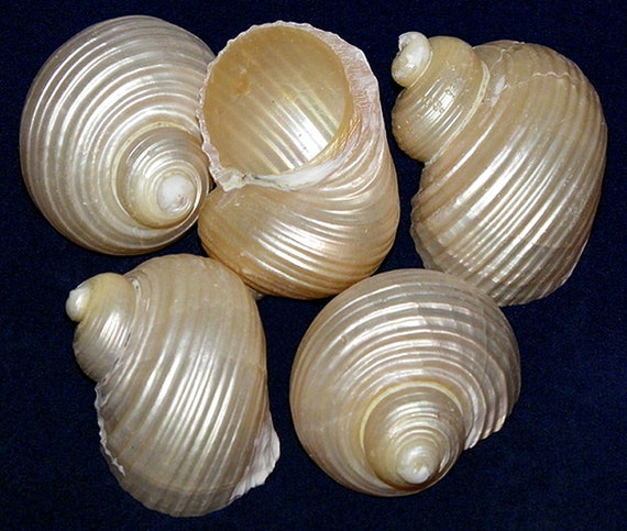 Turbo Setosus Pearled Seashells 1-3/42-1/4 2 | Etsy