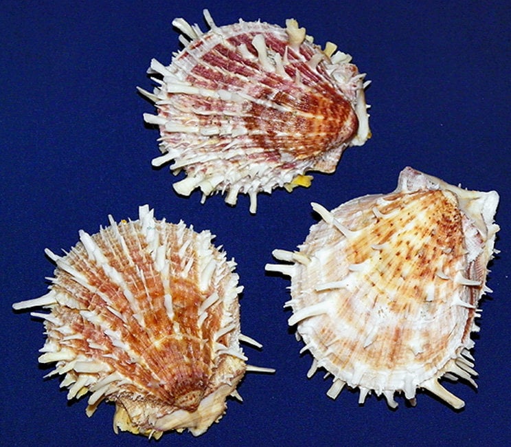 Spiny Spondylus Barbatus Oyster Shell top and Bottom of Shell Glued ...
