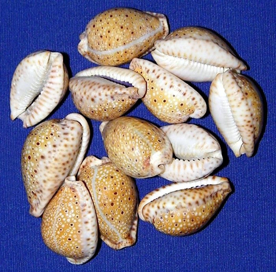 Cypraea Ocellata ~ Cowry Shell (approx. 25mm./1")~ Specimen Collector Seashell (1 Shell) - Etsy