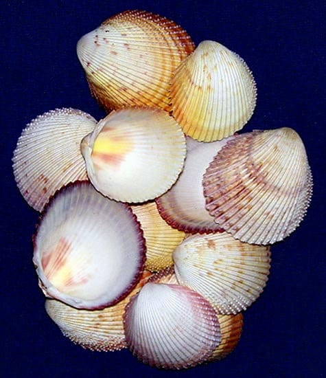 Haitian Rose Cockle Shells Assorted Purple,rose,red,yellow Shells ...