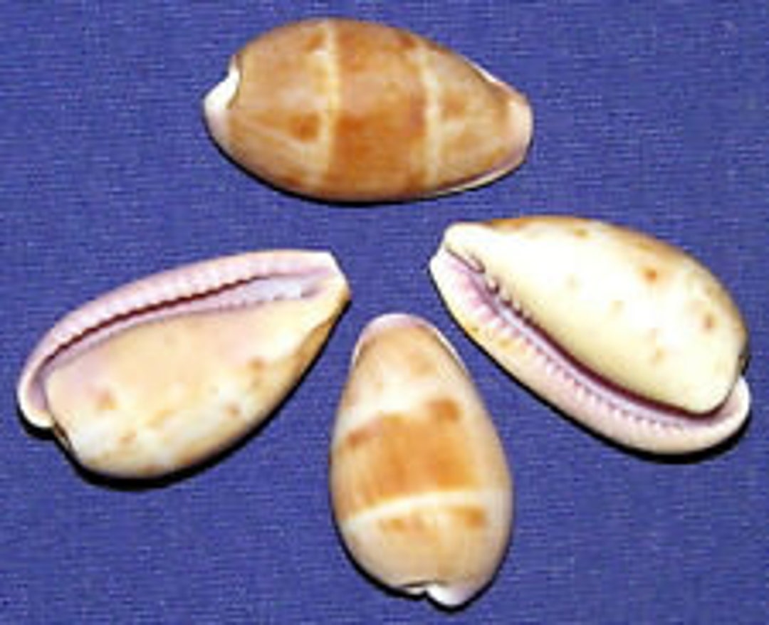 Cypraea Contradusta Walker's Cowrie Seashell~26mm. (1")~ (1 Shell) - Etsy