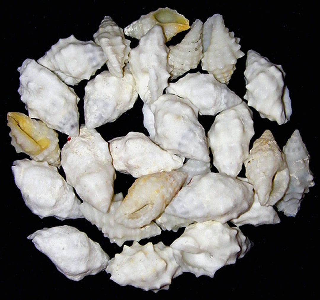 Drupa Cornus ~ Horn Drupe Sea Snail ~ (3/4"-1") (5 Shells) - Etsy