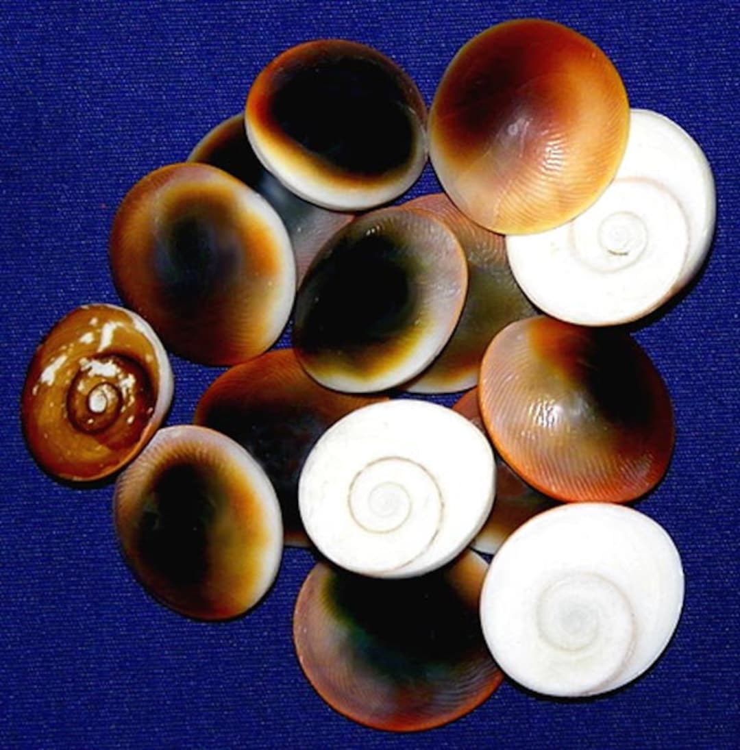 Cat's Cats Eye Orange/red Turban Shiva Shells 1/2"-3/4" (5 Shells) - Etsy