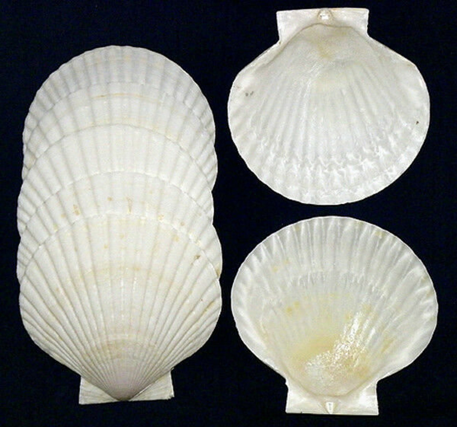 Authentic Japanese Baking Scallop Dish Half Shells (4") Seashells Clam ...