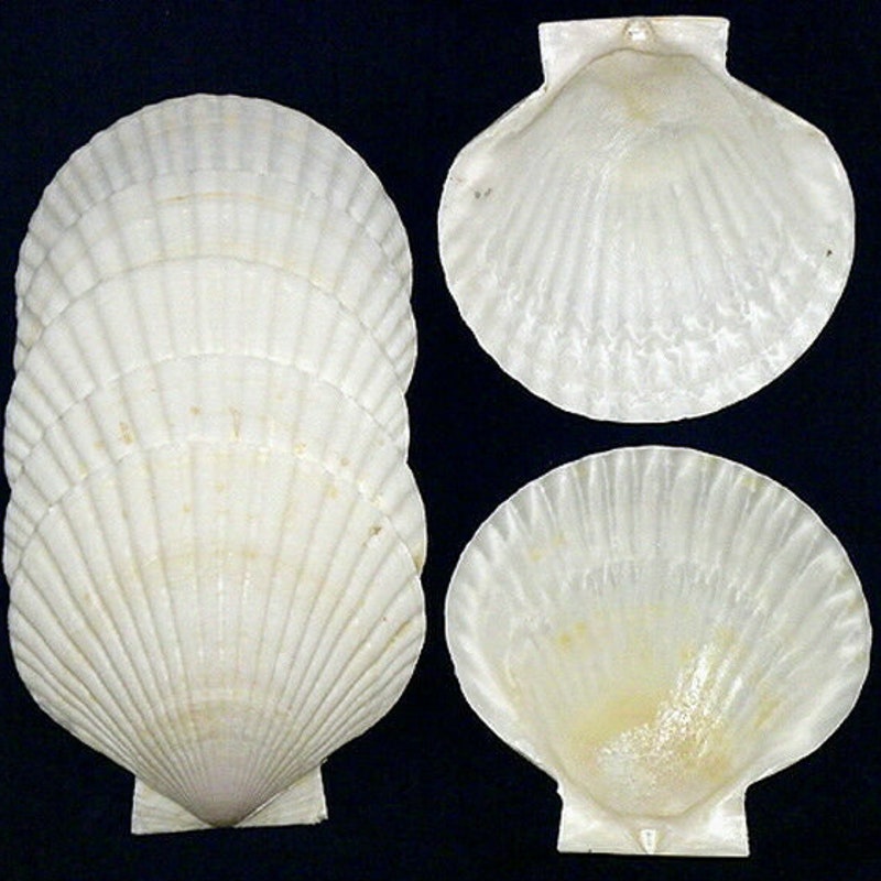 Shell - Etsy